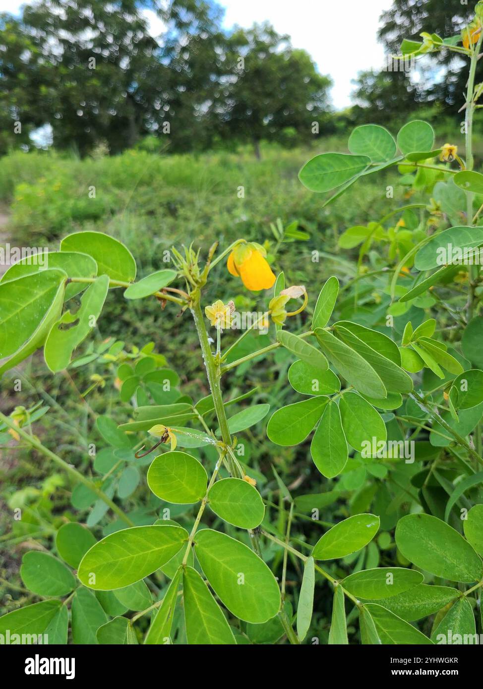 American Sicklepod (Senna obtusifolia Stock Photo - Alamy