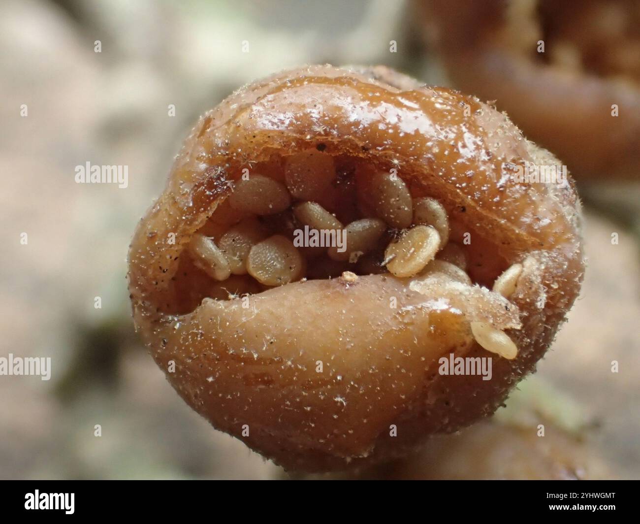 potato tree (Solanum erianthum Stock Photo - Alamy