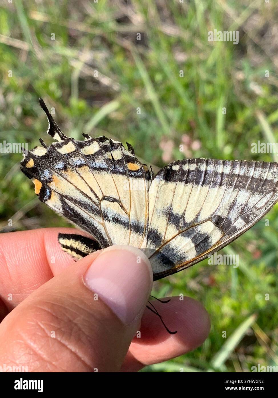 Canadian Tiger Swallowtail (Papilio canadensis Stock Photo - Alamy