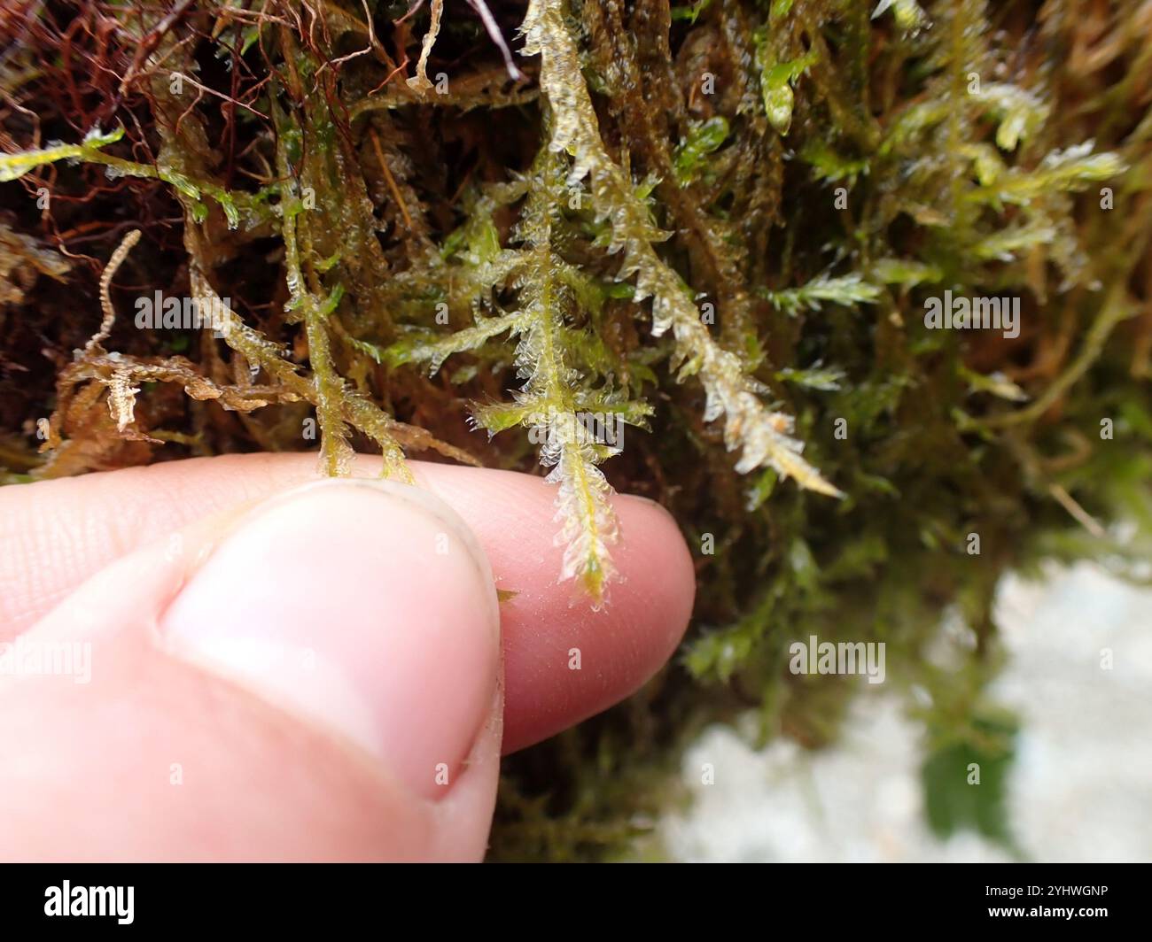 Douglas' Neckera Moss (Neckera douglasii Stock Photo - Alamy