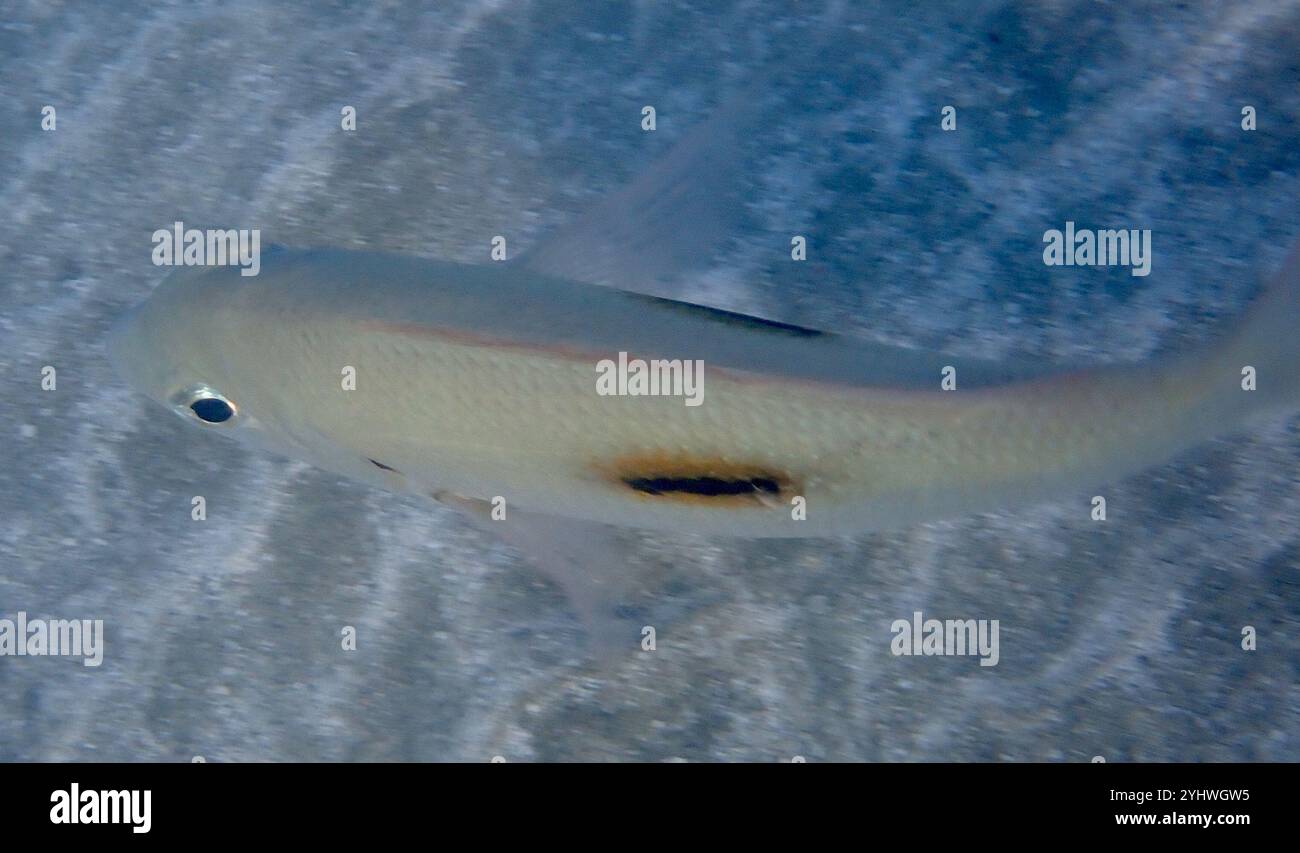 Thumbprint Emperor (Lethrinus harak Stock Photo - Alamy