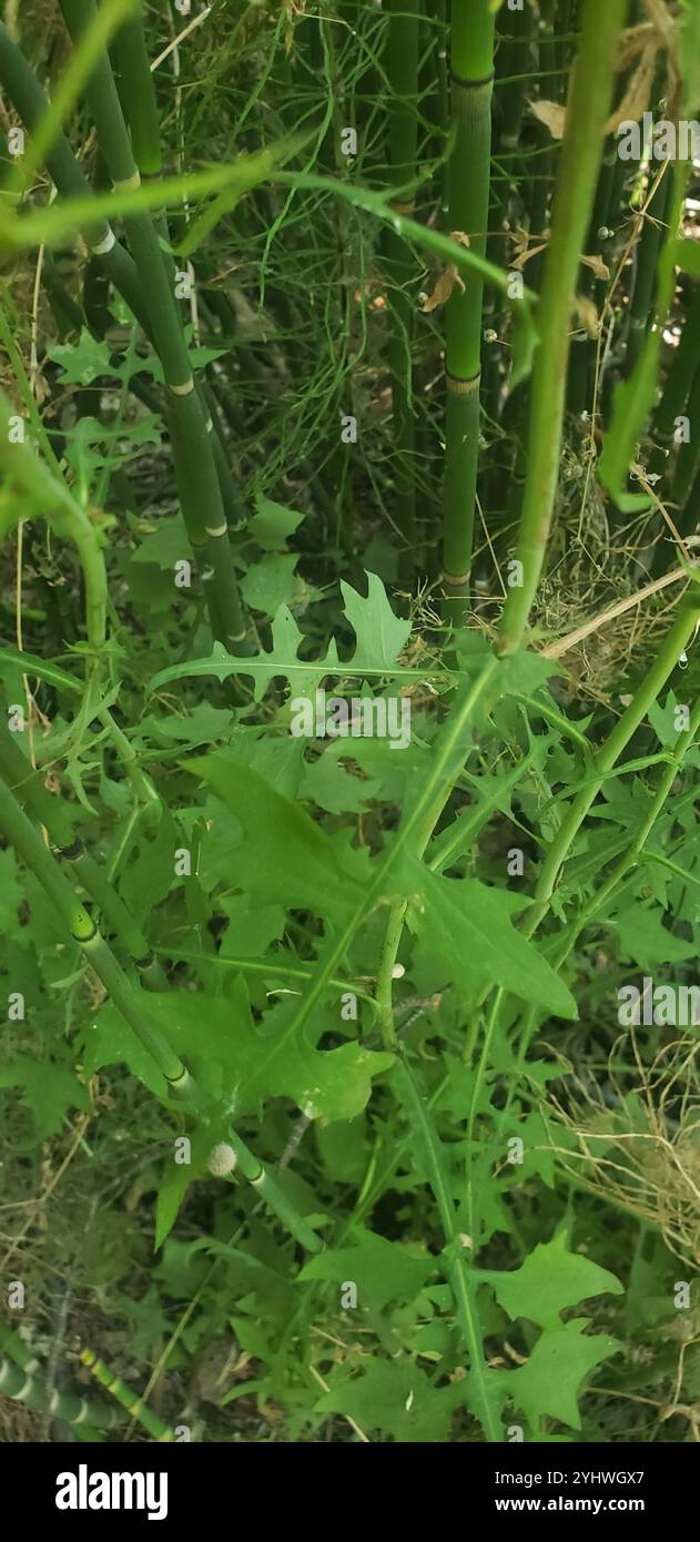 Wall Lettuce (Mycelis muralis Stock Photo - Alamy