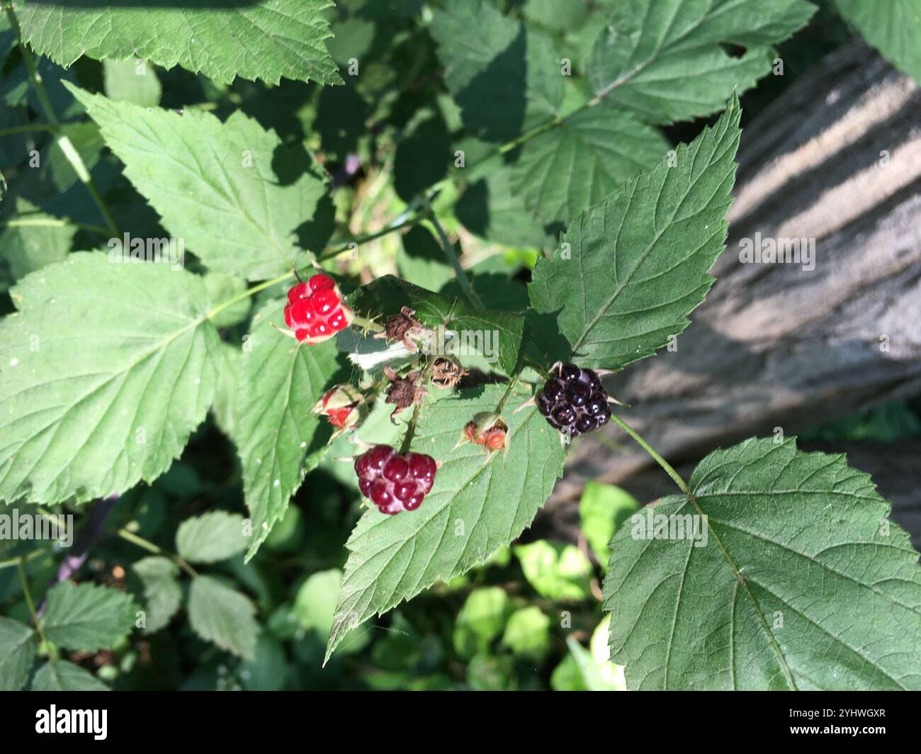 black raspberry (Rubus occidentalis Stock Photo - Alamy