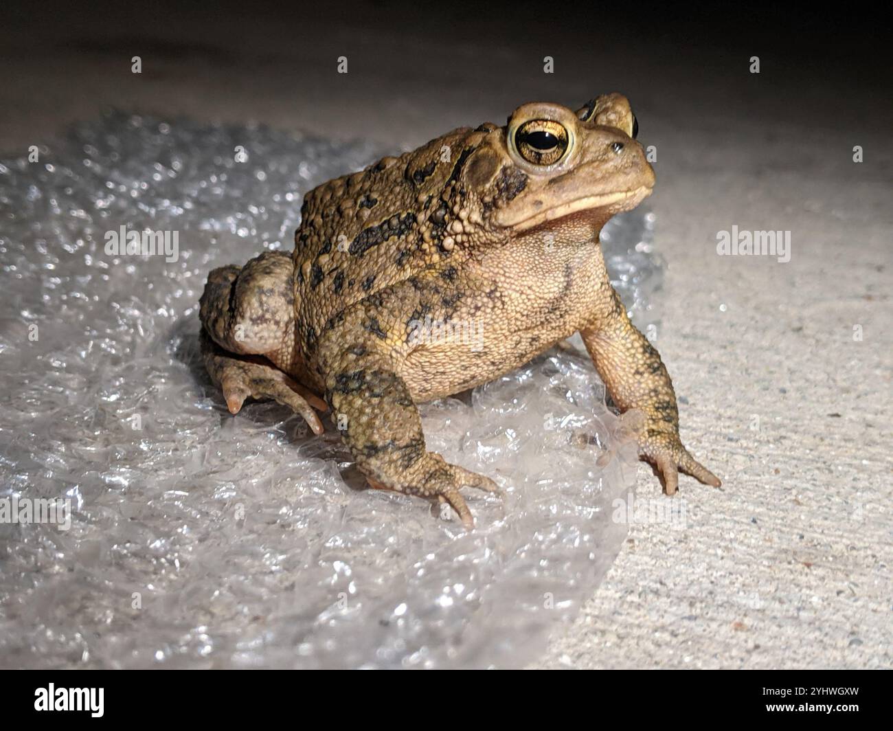 American Toad (Anaxyrus americanus Stock Photo - Alamy