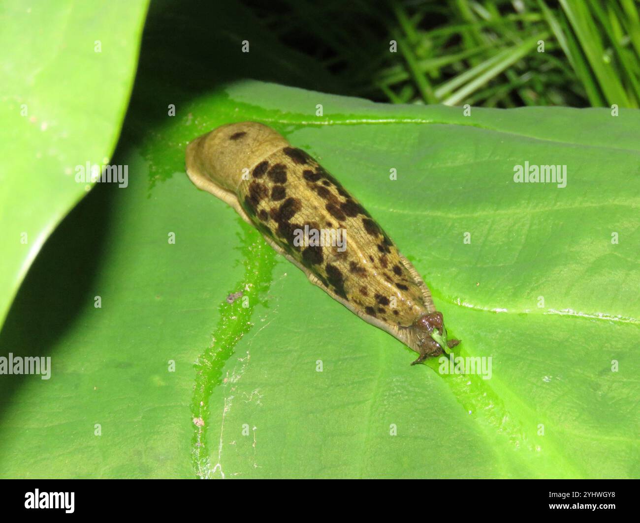 Pacific Banana Slug (Ariolimax columbianus Stock Photo - Alamy