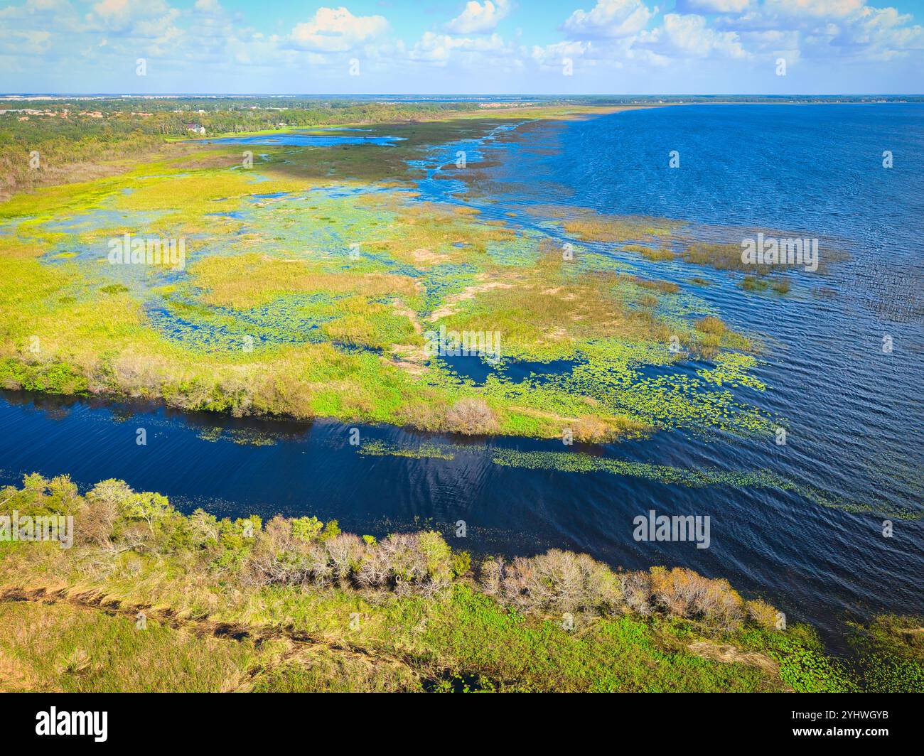 Lush Wetland Scenery of Florida with Patches of Water and Greenery ...