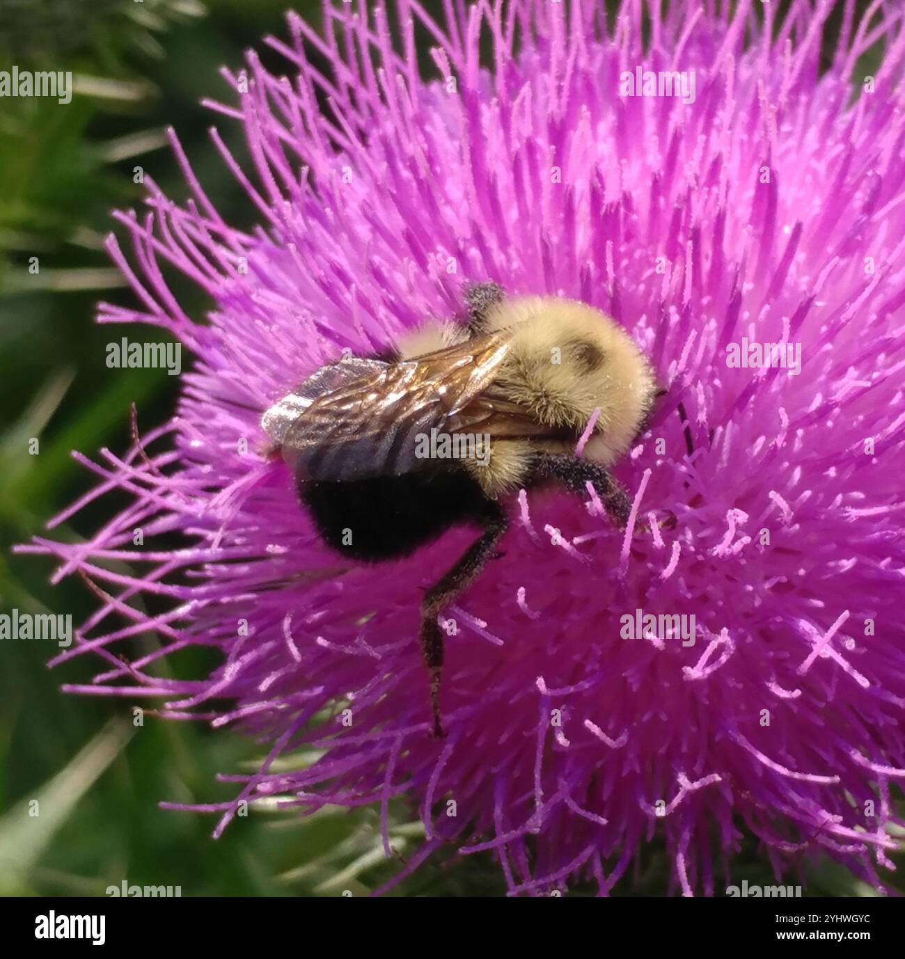 Two-spotted Bumble Bee (Bombus bimaculatus Stock Photo - Alamy