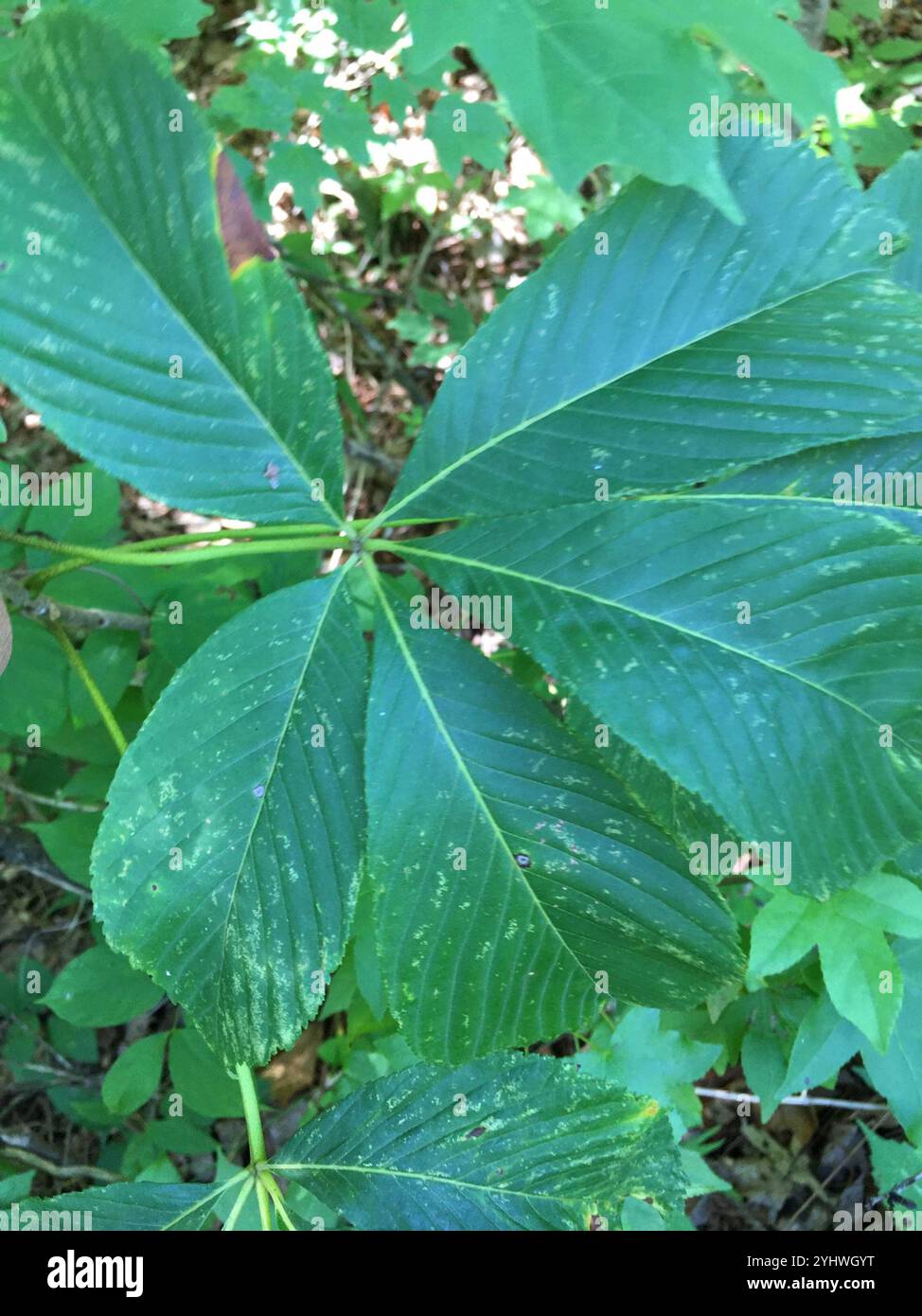 painted buckeye (Aesculus sylvatica Stock Photo - Alamy