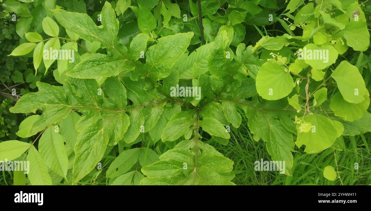 Polynesian Arrowroot (Tacca leontopetaloides Stock Photo - Alamy