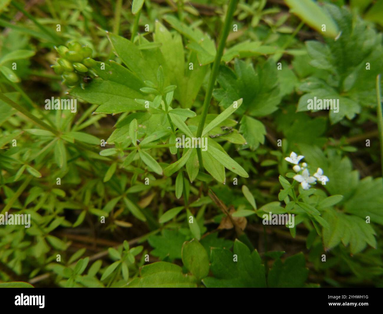 Common Marsh-bedstraw (Galium palustre Stock Photo - Alamy
