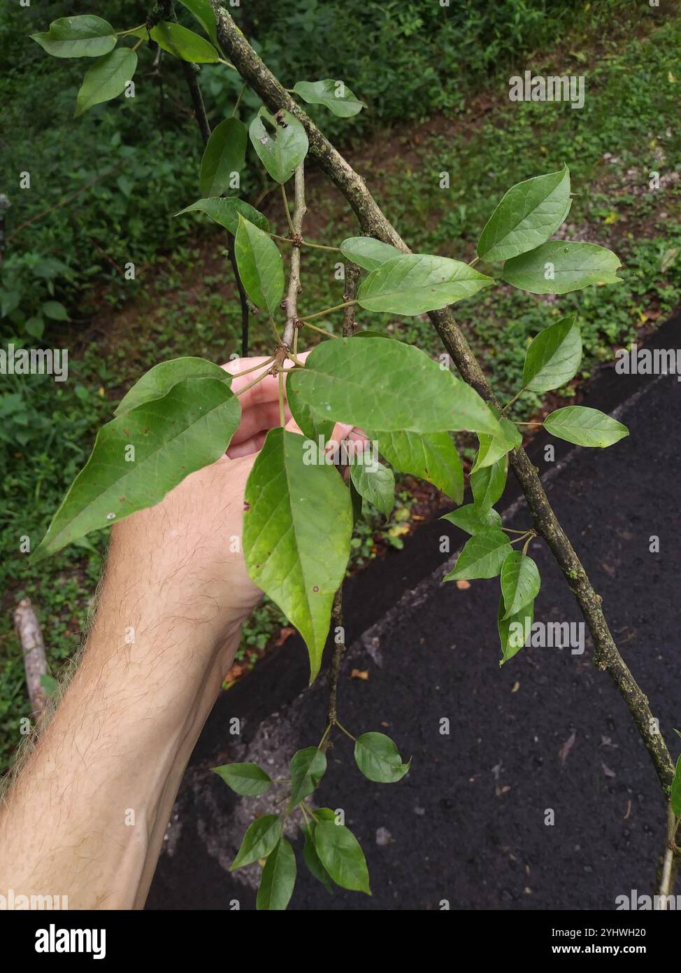 sweet crabapple (Malus coronaria Stock Photo - Alamy