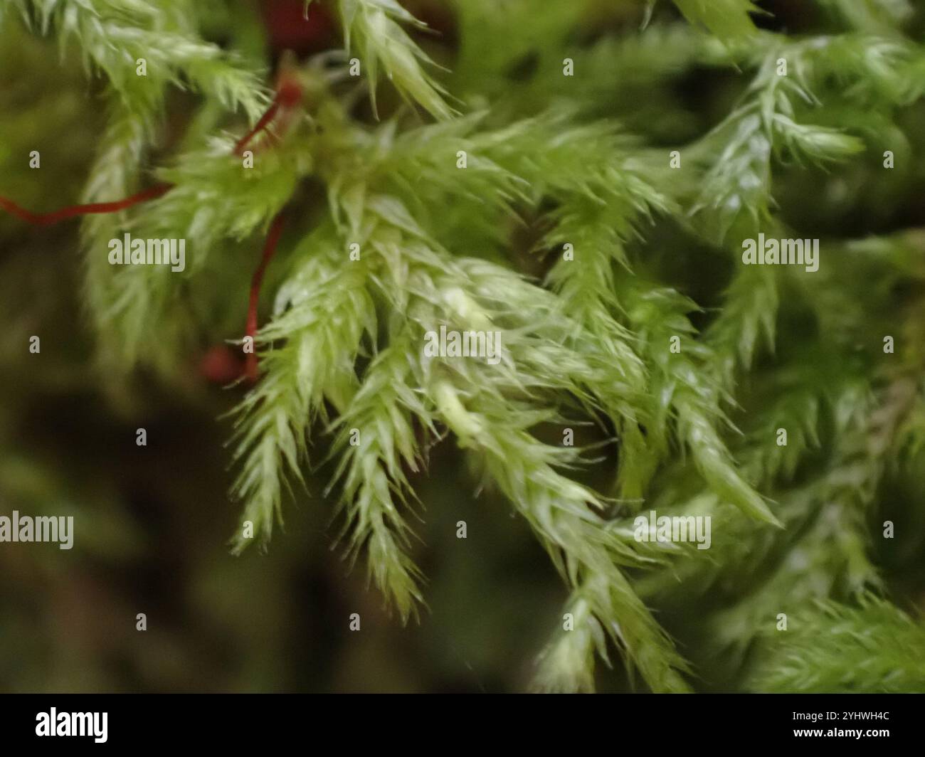 Cat's Tail Moss (Pseudisothecium stoloniferum Stock Photo - Alamy