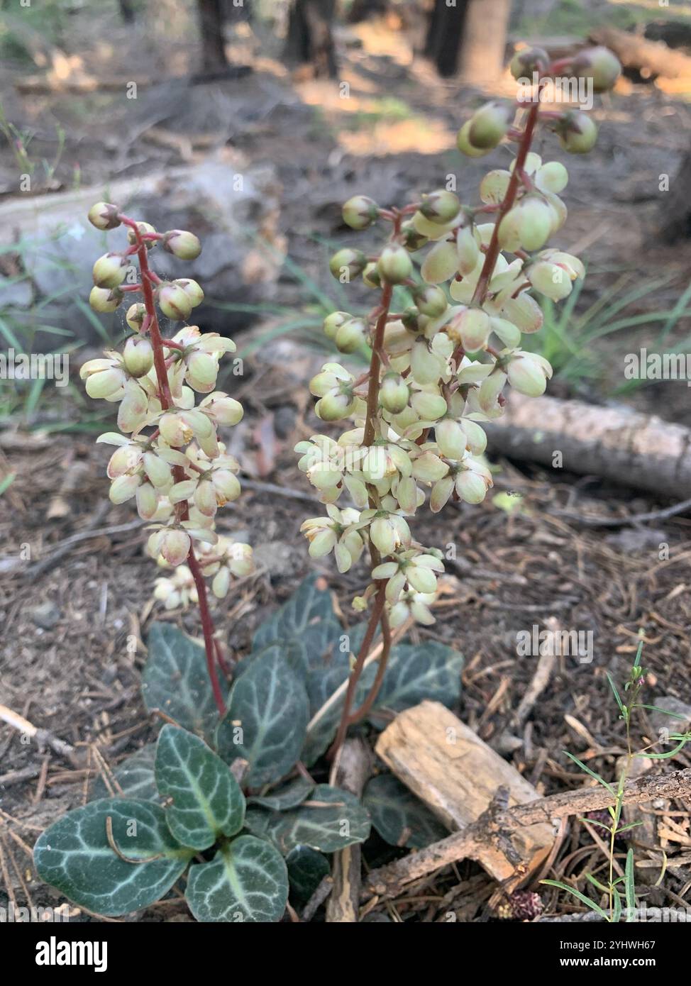 white-veined wintergreen (Pyrola picta Stock Photo - Alamy