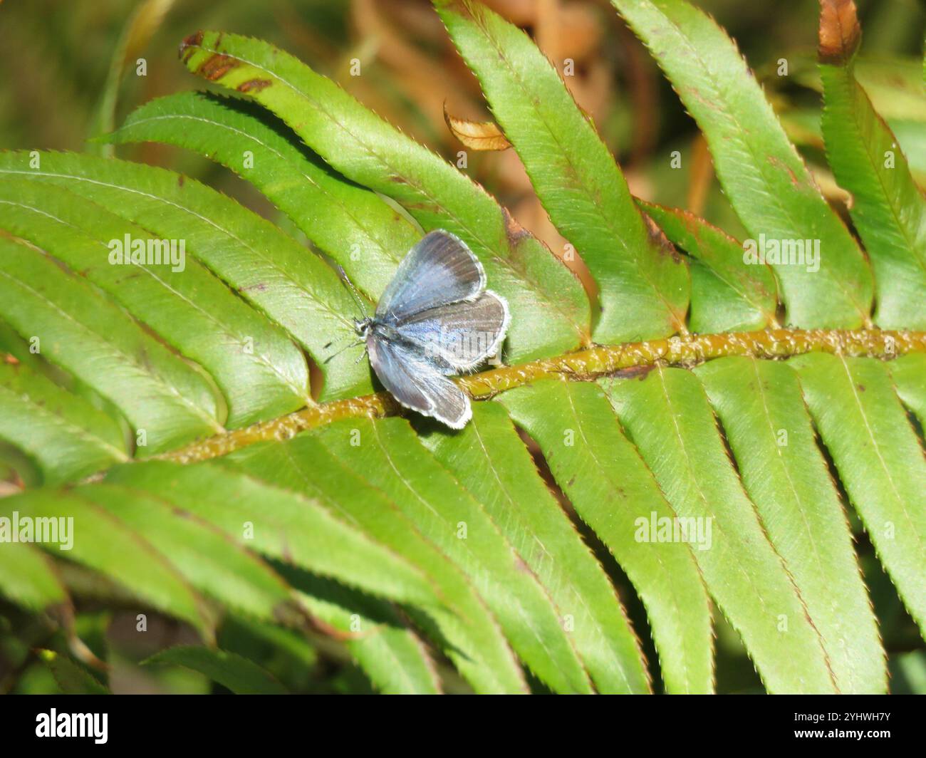 Echo Azure (Celastrina echo Stock Photo - Alamy