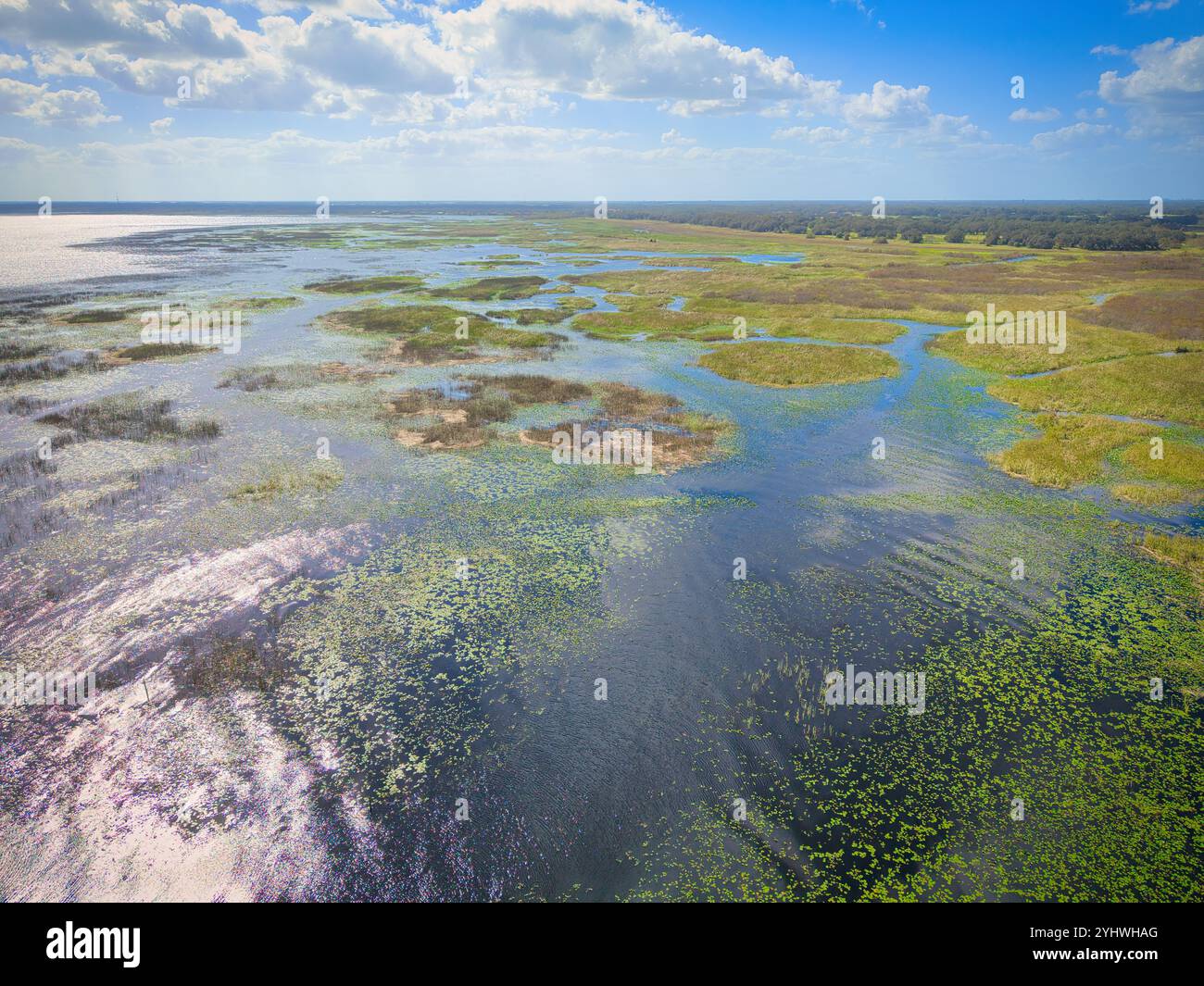 Lush Wetland Scenery of Florida with Patches of Water and Greenery ...