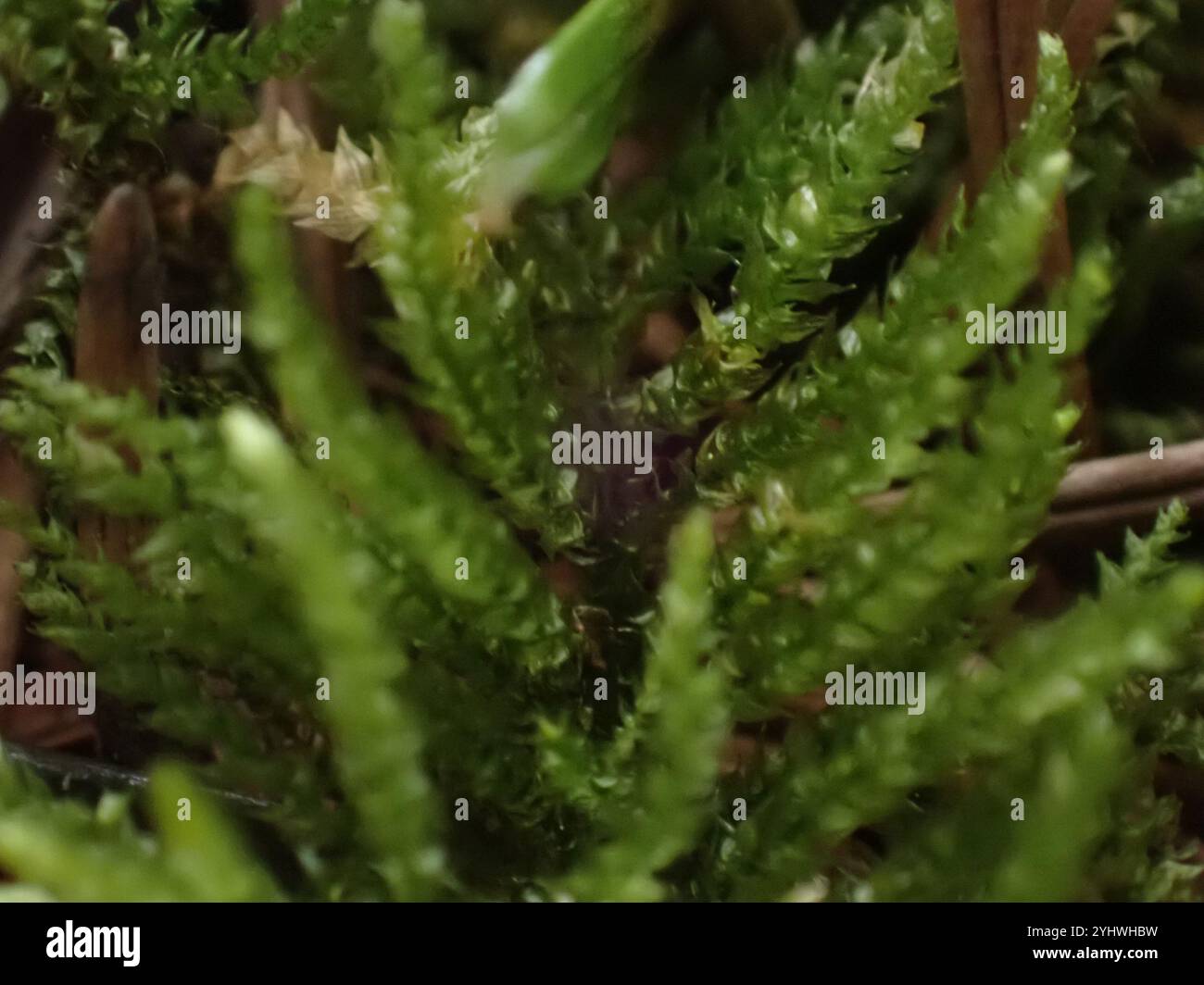 Oregon Beaked Moss (Kindbergia oregana Stock Photo - Alamy