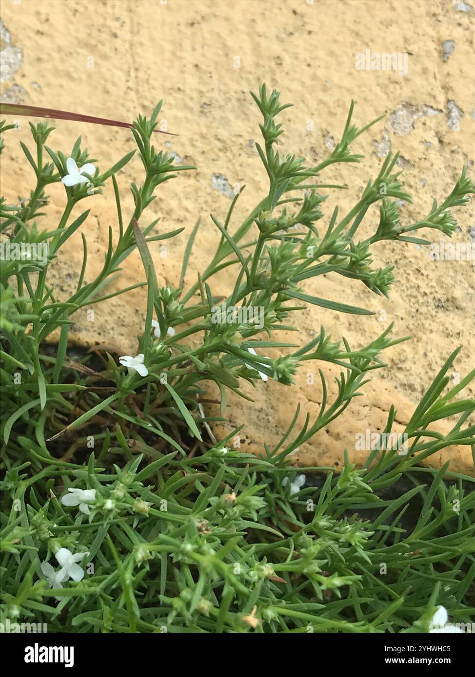 Rust Weed (Polypremum procumbens Stock Photo - Alamy
