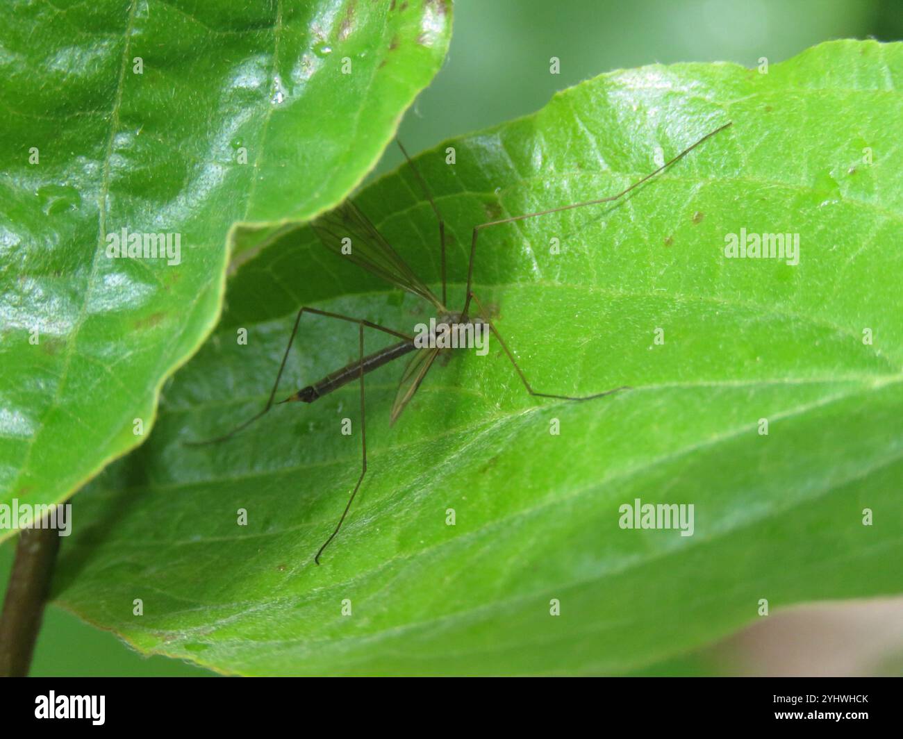 Typical Crane Flies (Tipuloidea Stock Photo - Alamy