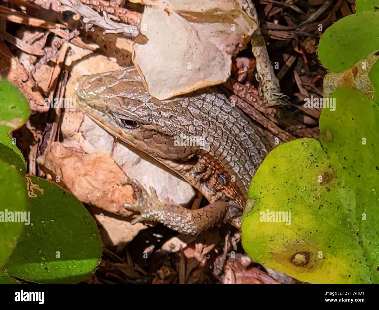 California Alligator Lizard (Elgaria multicarinata multicarinata Stock ...