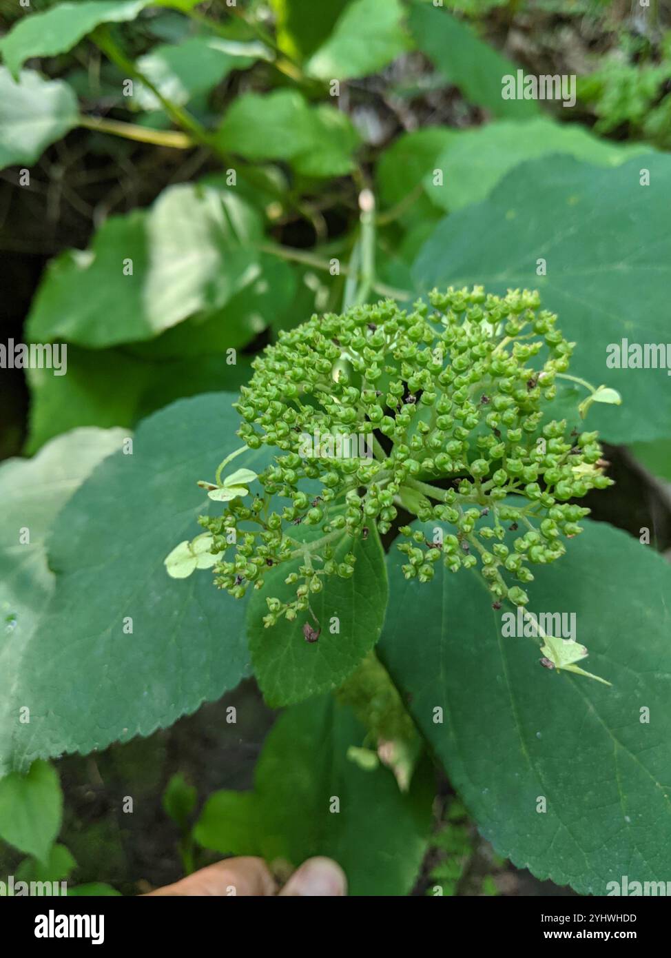 wild hydrangea (Hydrangea arborescens Stock Photo - Alamy