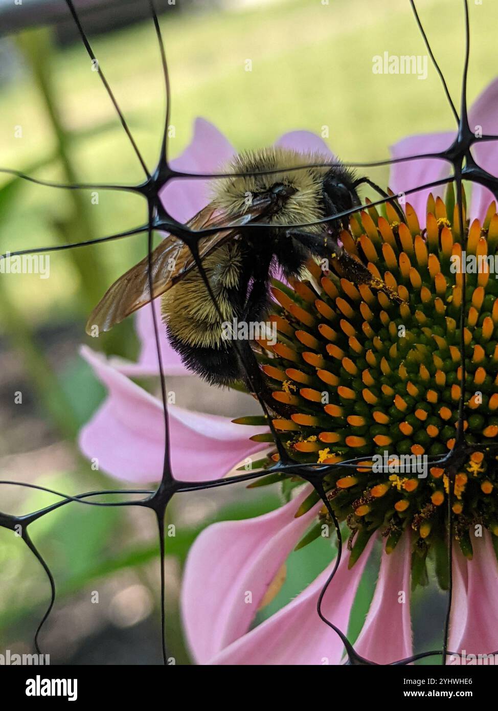 Lemon Cuckoo Bumble Bee (Bombus citrinus Stock Photo - Alamy