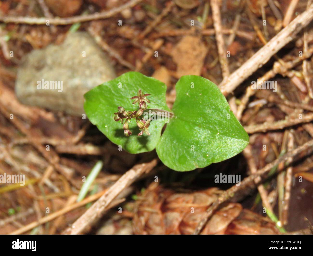 Heartleaf Twayblade (Neottia cordata Stock Photo - Alamy