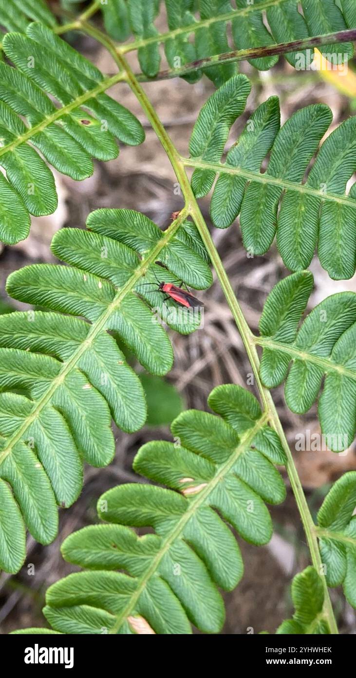 Scarlet Plant Bugs (Lopidea Stock Photo - Alamy