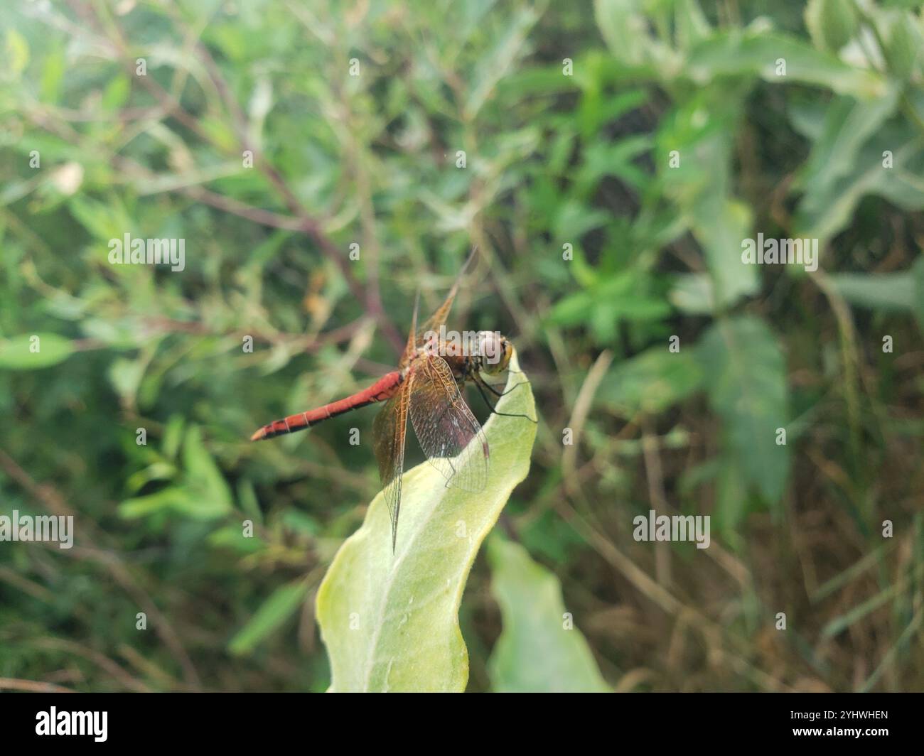 Band winged meadowhawk hi-res stock photography and images - Alamy