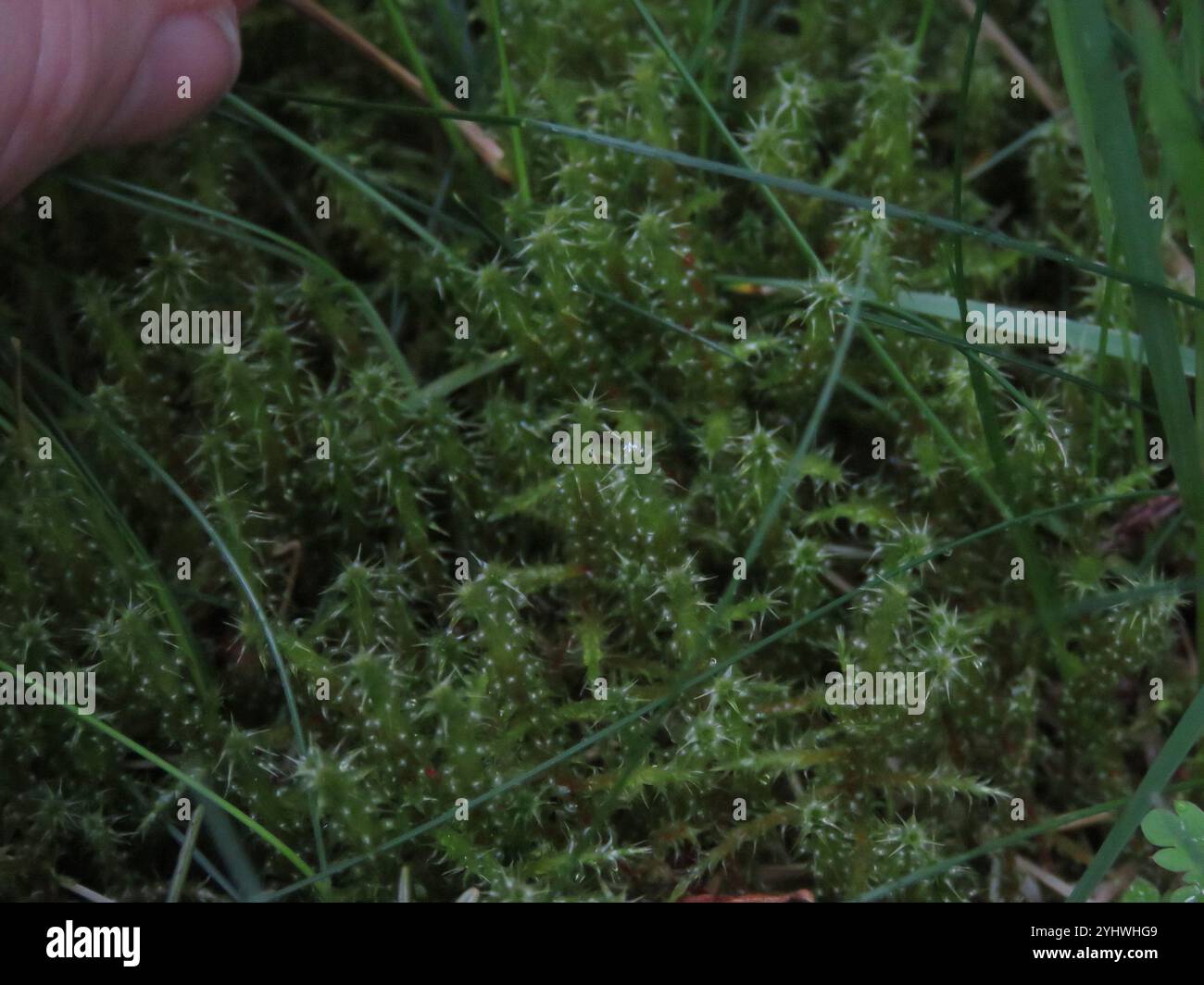 goose neck moss (Rhytidiadelphus Stock Photo - Alamy
