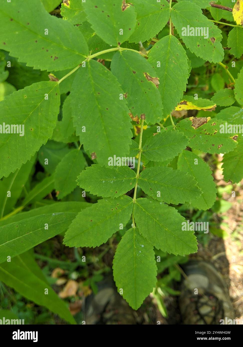Prickly Wild Rose (Rosa acicularis Stock Photo - Alamy