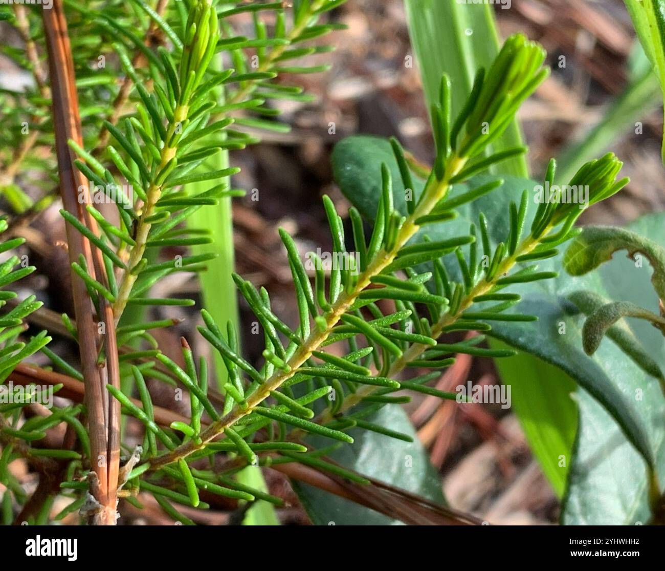 Florida rosemary (Ceratiola ericoides Stock Photo - Alamy