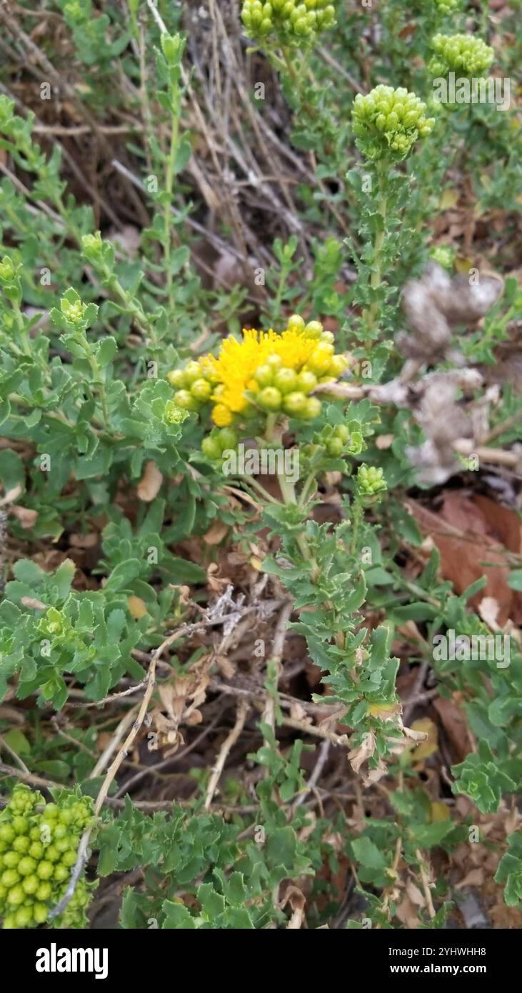 Coastal Goldenbush (Isocoma menziesii Stock Photo - Alamy