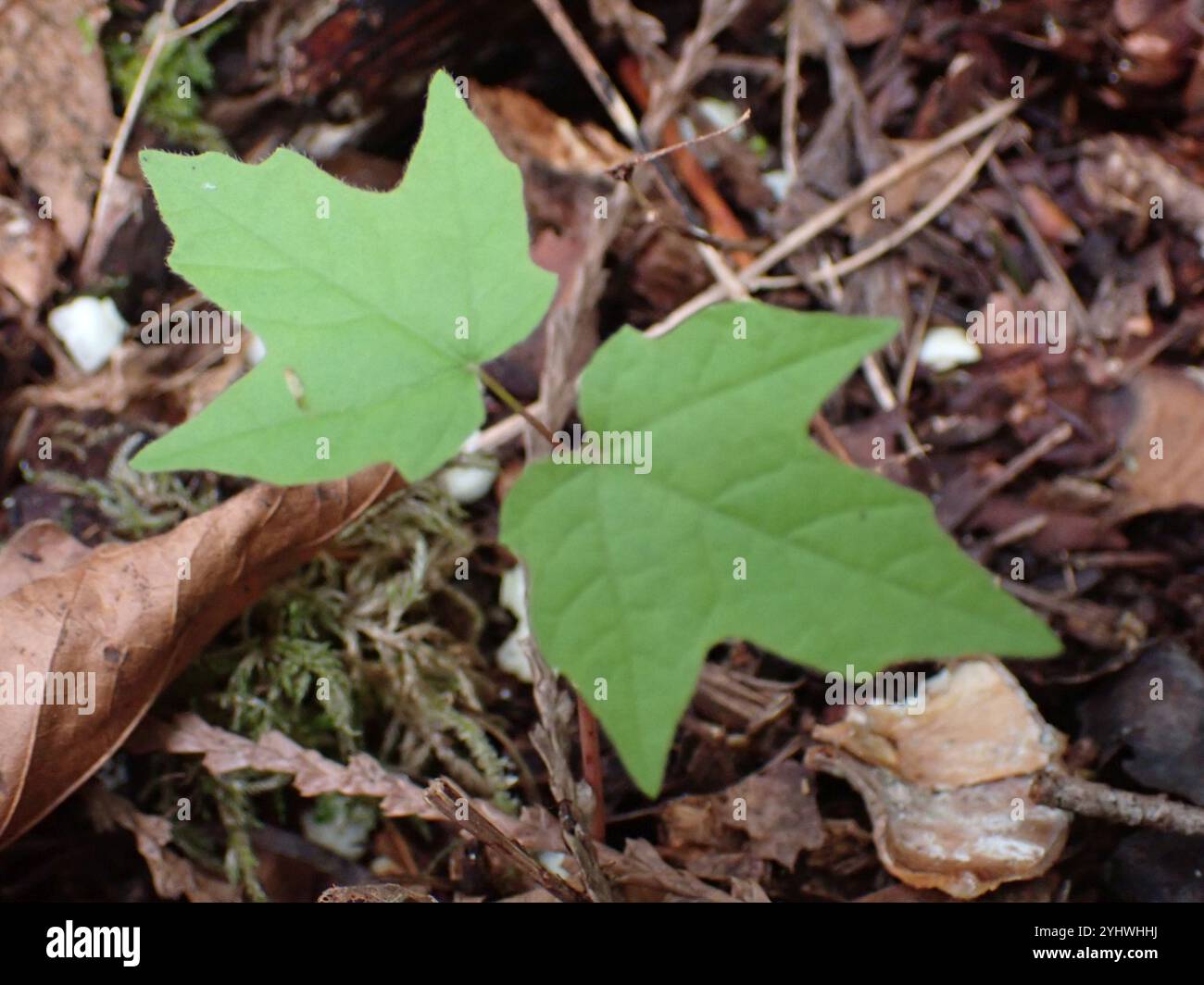 bigleaf maple (Acer macrophyllum Stock Photo - Alamy