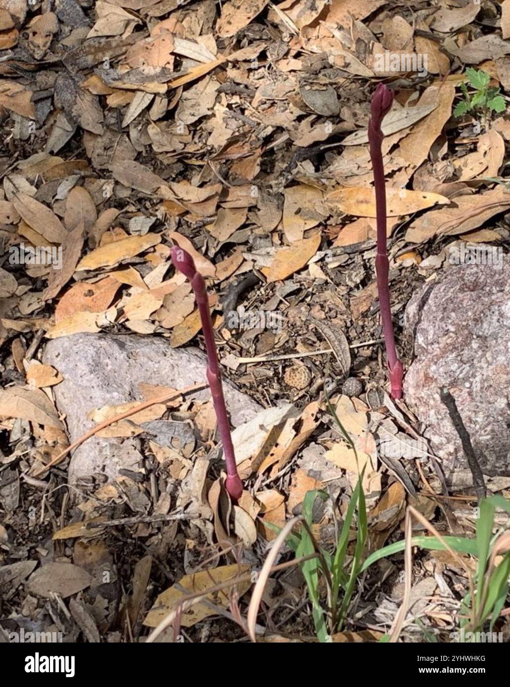 Largeflower Crested Coralroot (Bletia mexicana Stock Photo - Alamy