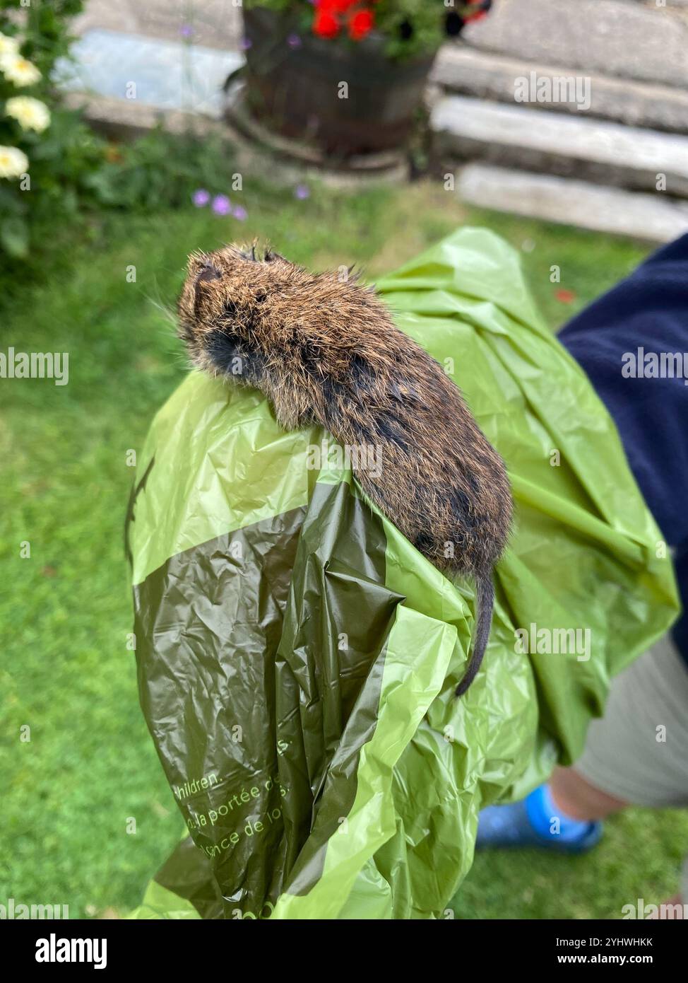 Field Vole (Microtus agrestis Stock Photo - Alamy
