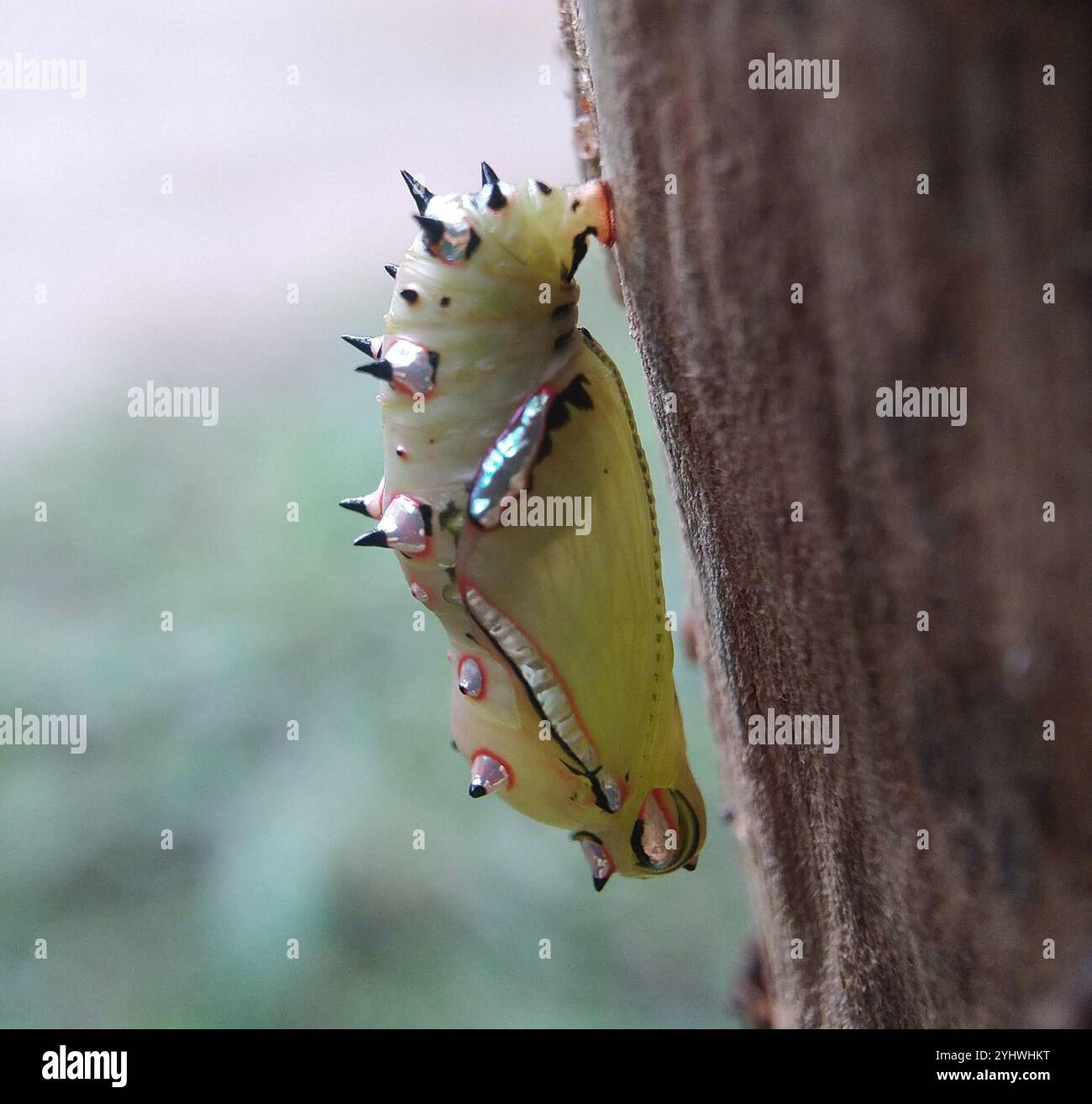 Phalanta phalanta hi-res stock photography and images - Alamy