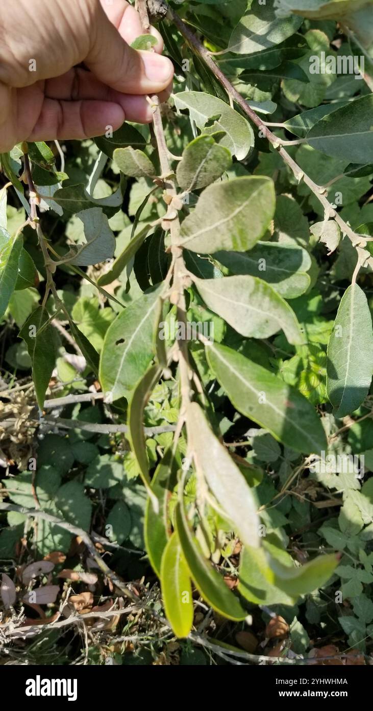 coastal willow (Salix hookeriana Stock Photo - Alamy