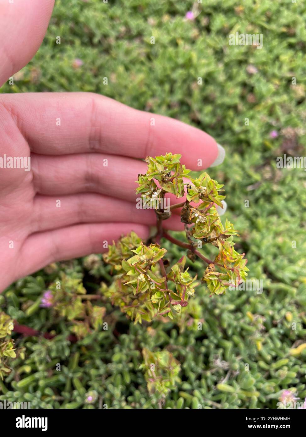 Petty Spurge (Euphorbia peplus Stock Photo - Alamy