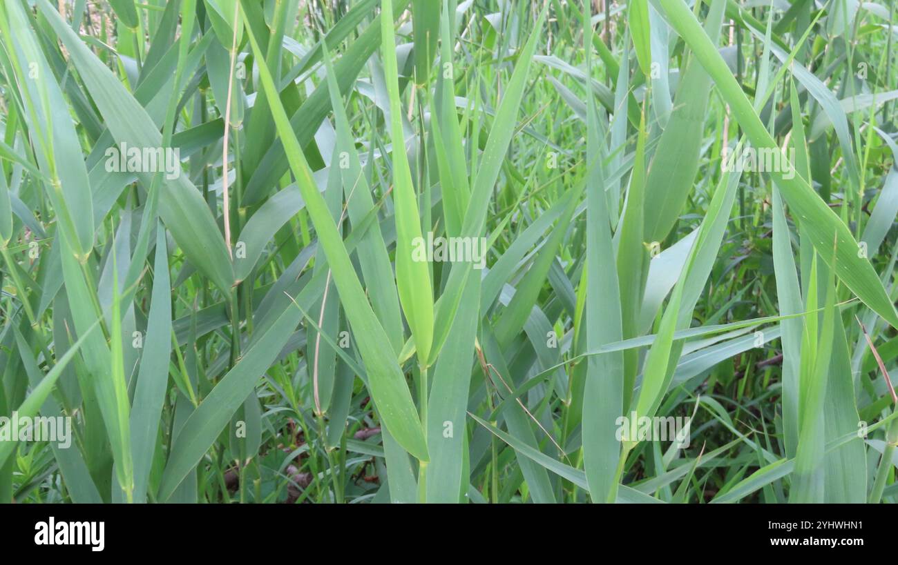 common reed (Phragmites australis Stock Photo - Alamy
