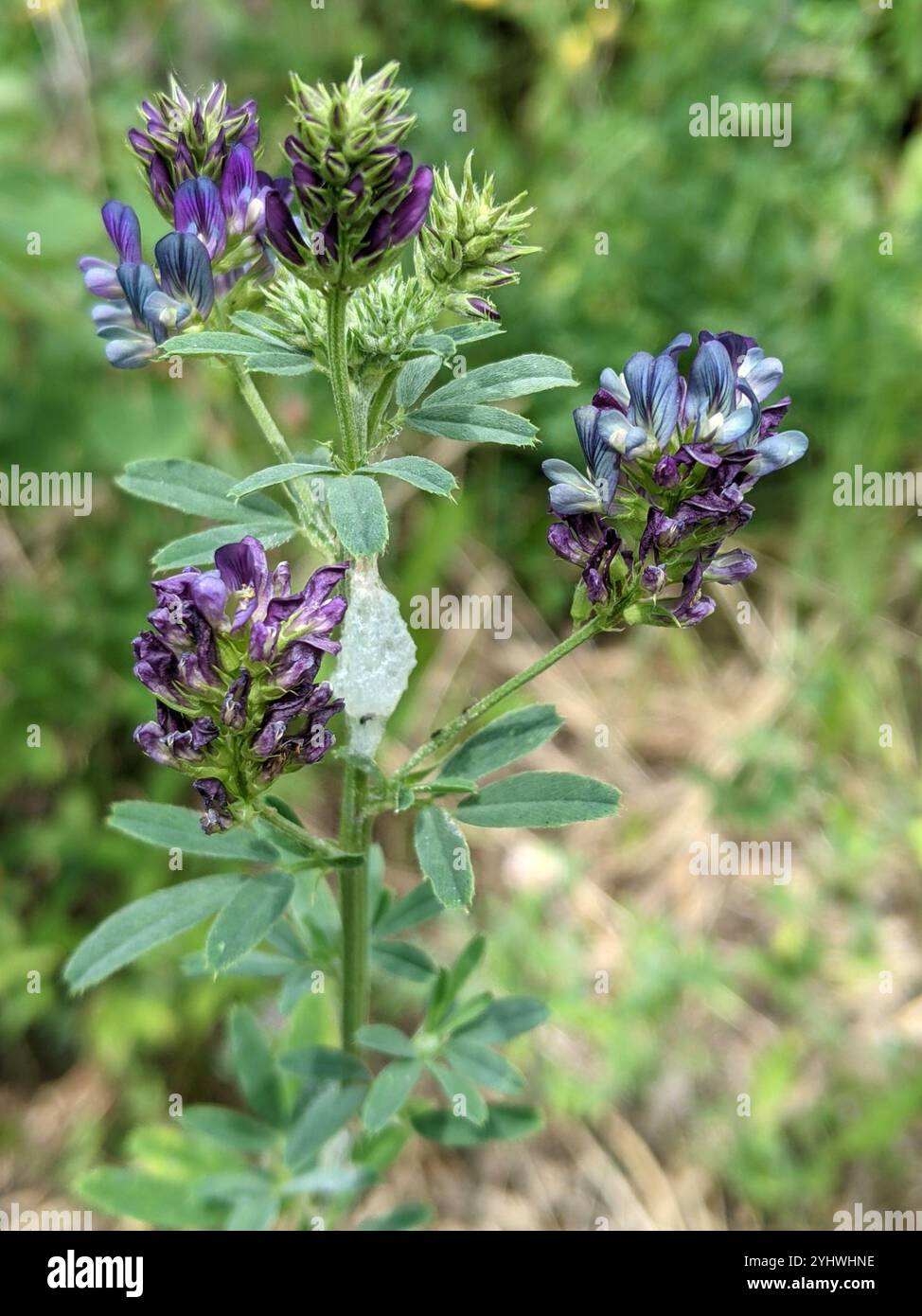 Alfalfa Complex (Medicago sativa Stock Photo - Alamy