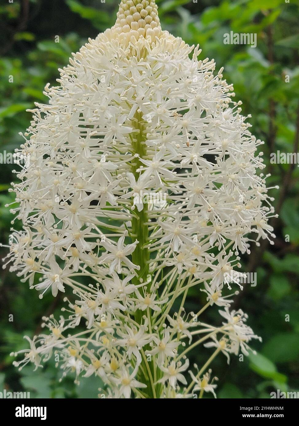 common beargrass (Xerophyllum tenax Stock Photo - Alamy