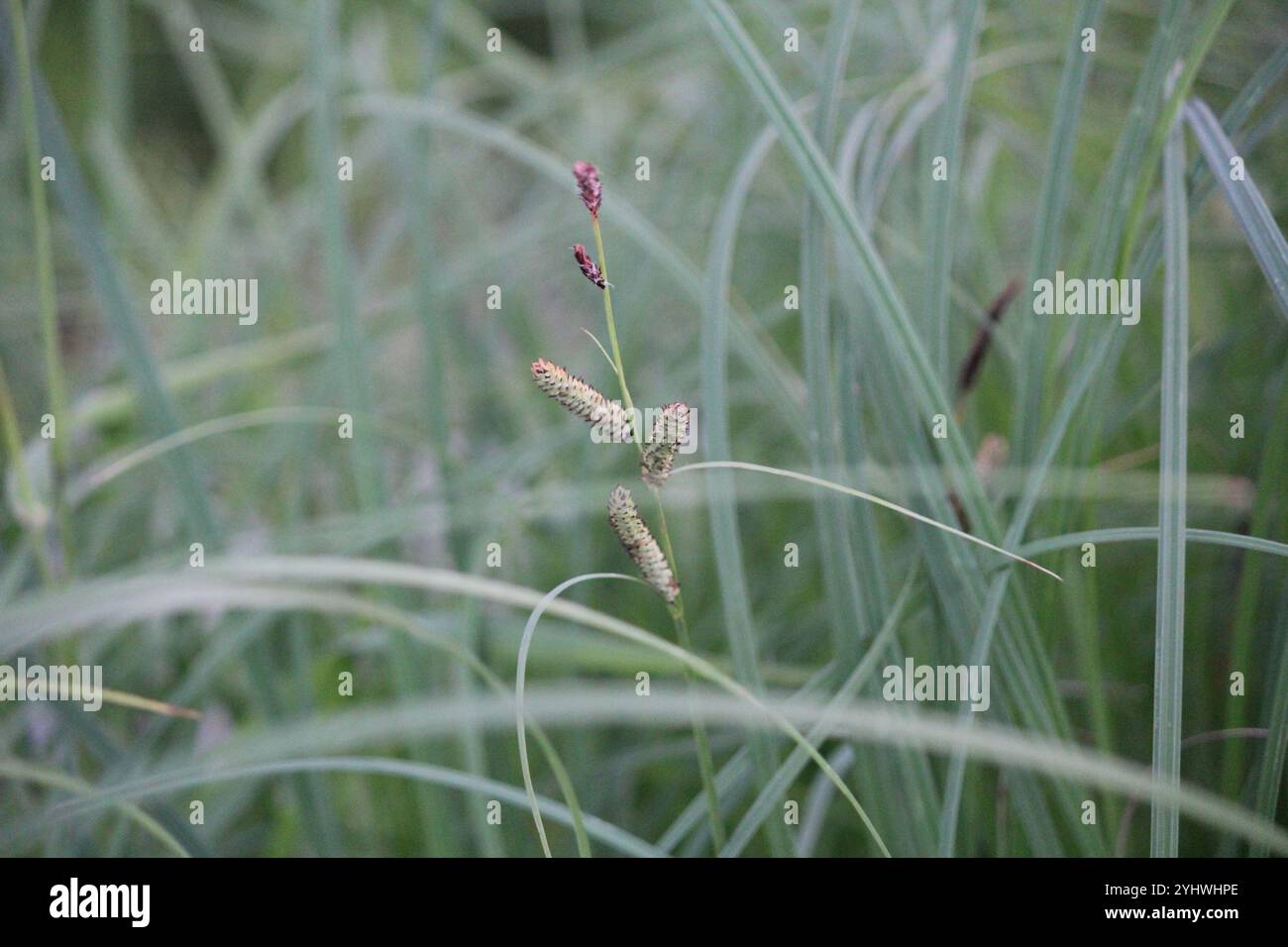 true sedges (Carex Stock Photo - Alamy