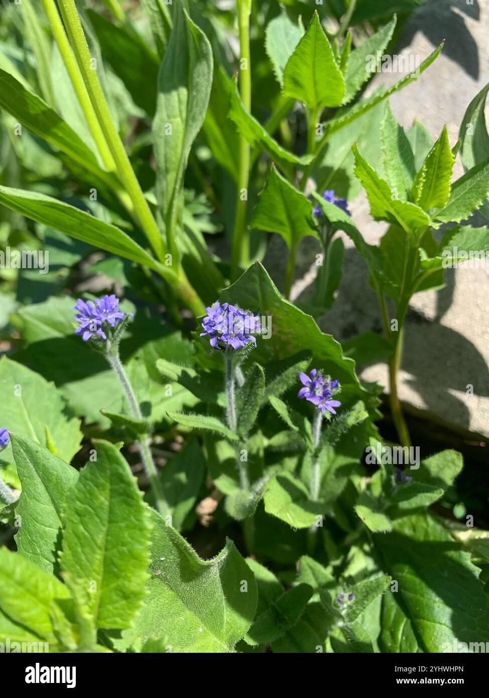 American alpine speedwell (Veronica wormskjoldii Stock Photo - Alamy