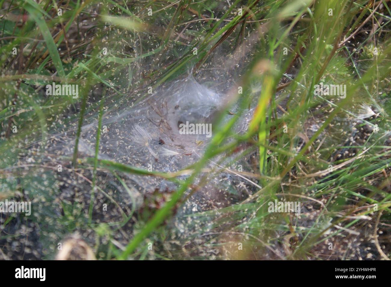 Grass funnel web spiders hi-res stock photography and images - Alamy