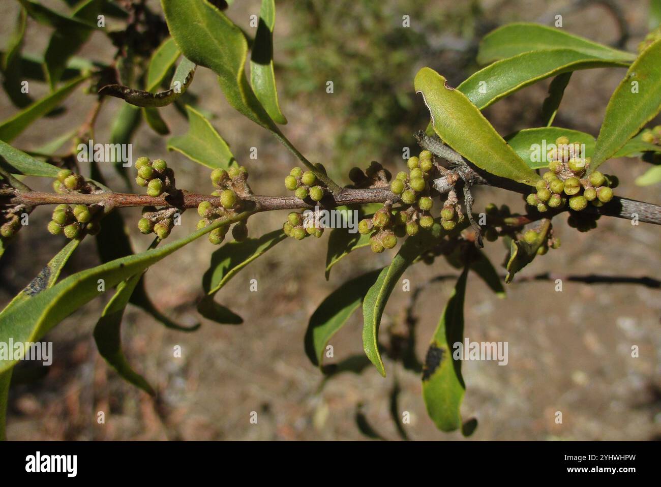 Magic Gwarrie (Euclea divinorum Stock Photo - Alamy