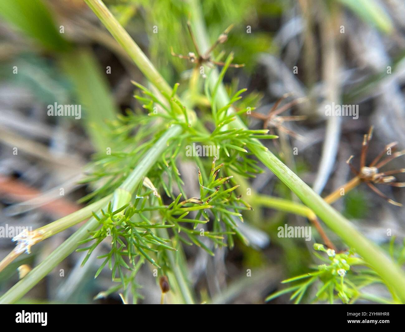 Marsh parsley (Cyclospermum leptophyllum Stock Photo - Alamy