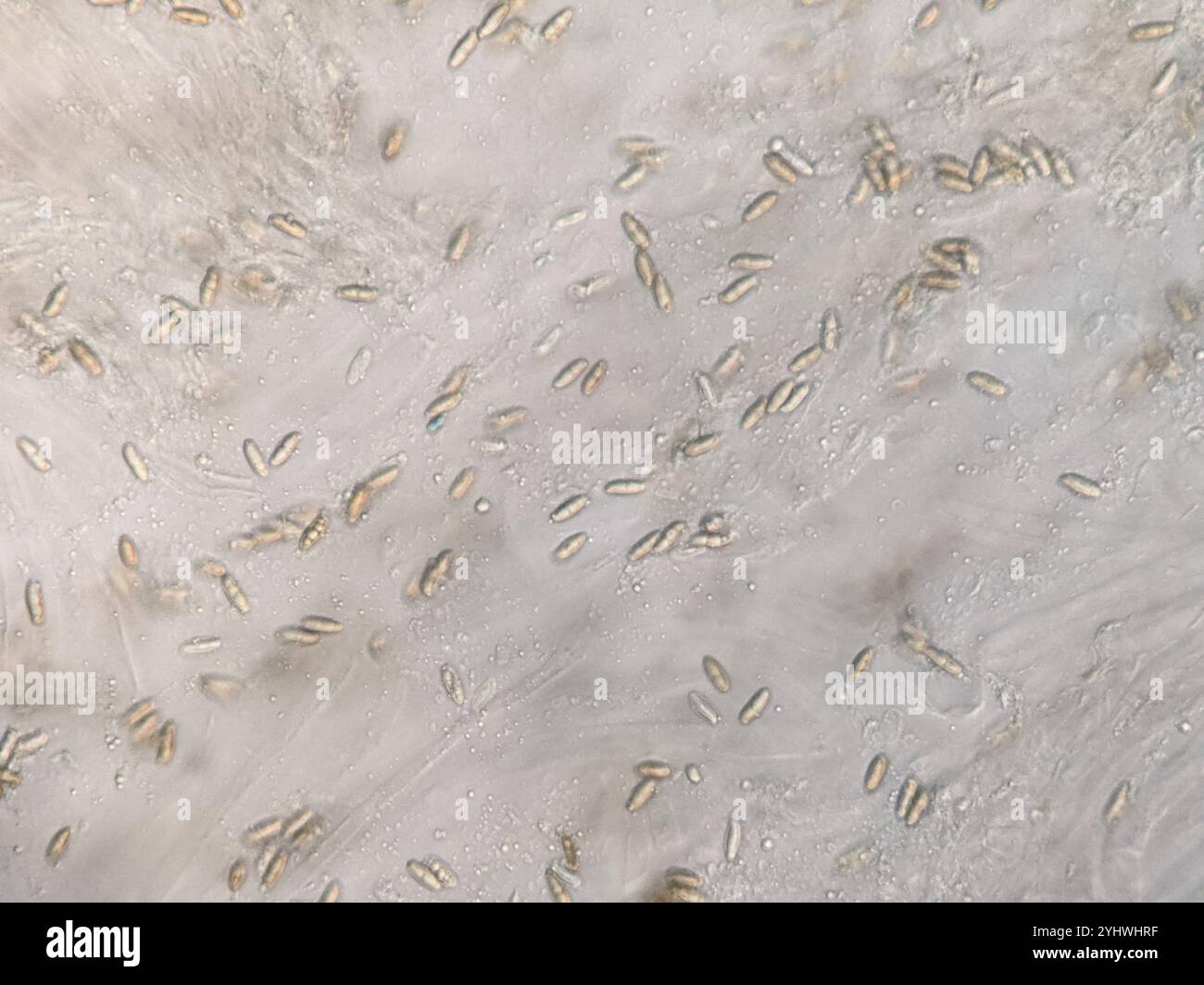 Caloboletus hi-res stock photography and images - Alamy