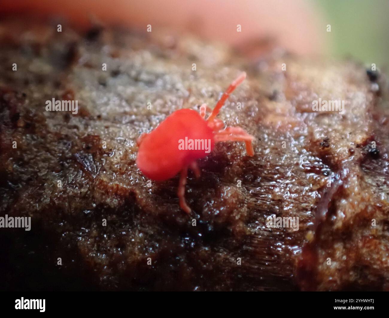 Trombidiform hi-res stock photography and images - Alamy