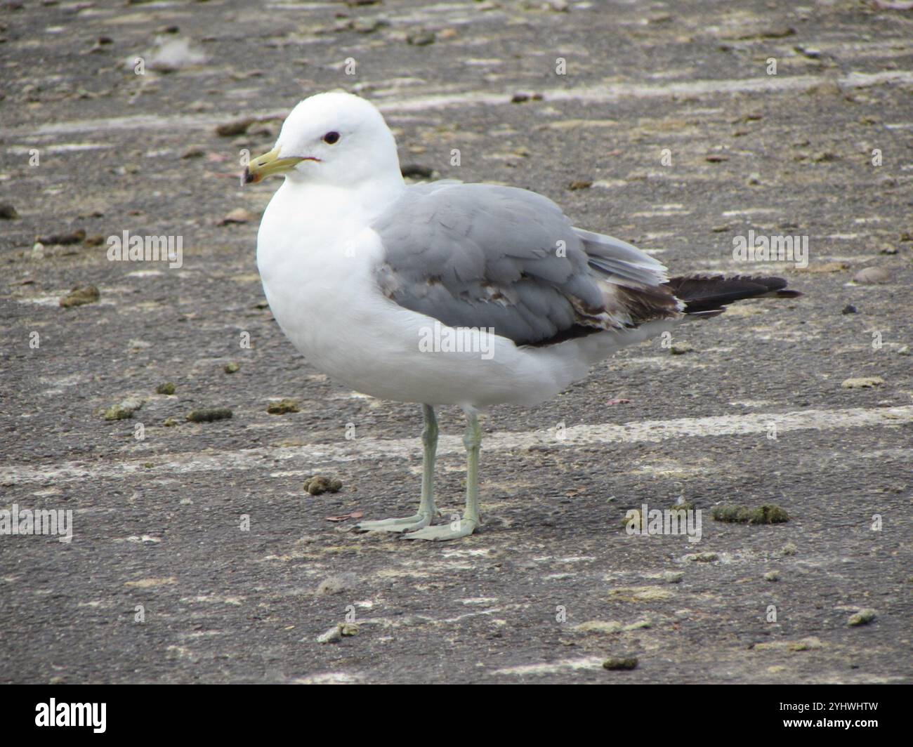California Gull (Larus californicus Stock Photo - Alamy