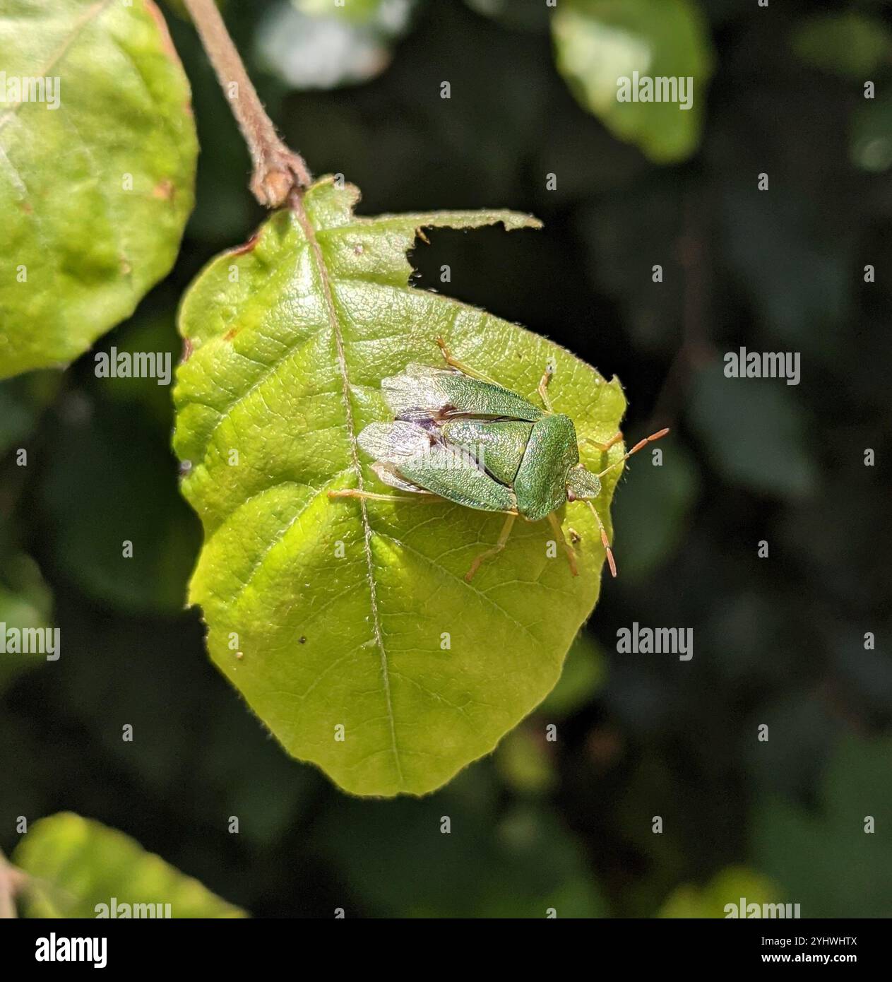 Green Shield Bug (Palomena prasina Stock Photo - Alamy